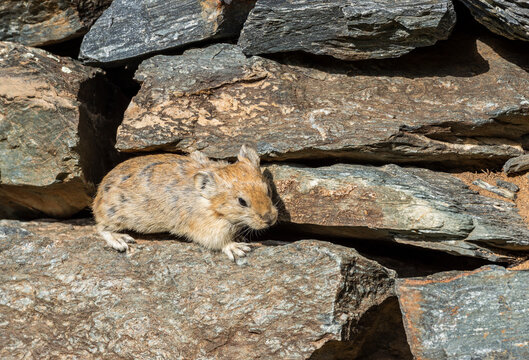 「Ochotonidae」の写真素材 | 48件の無料イラスト画像 | Adobe Stock