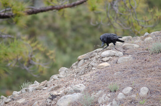 Imágenes de Pajonal: descubre bancos de fotos, ilustraciones, vectores ...