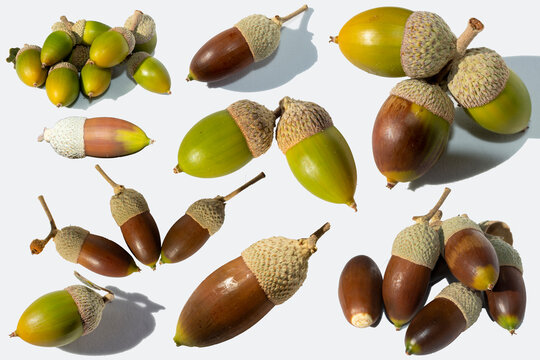 Bellotas Images – Browse 1,728 Stock Photos, Vectors, and Video | Adobe ...