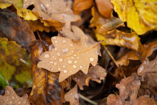 รูปภาพVerwesung – เลือกดูภาพถ่ายสต็อก เวกเตอร์ และวิดีโอ735 | Adobe Stock