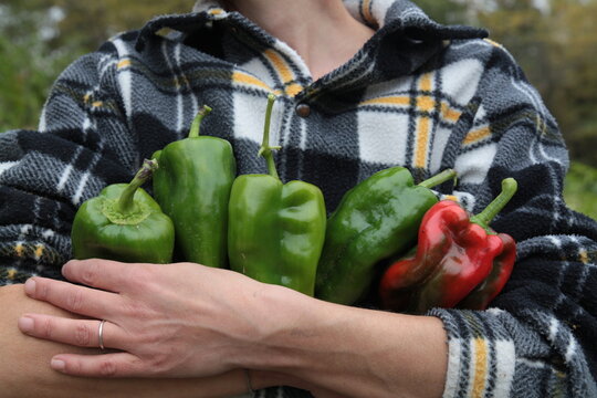 รูปภาพNutrire – เลือกดูภาพถ่ายสต็อก เวกเตอร์ และวิดีโอ9,577 | Adobe Stock