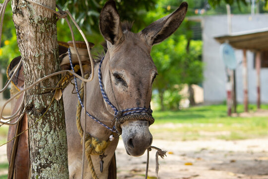 Pollino Images – Browse 859 Stock Photos, Vectors, and Video | Adobe Stock