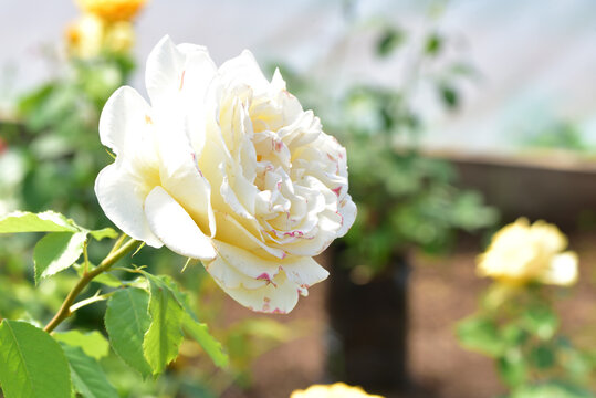 Delicately Bilder – Durchsuchen 17,533 Archivfotos, Vektorgrafiken und ...