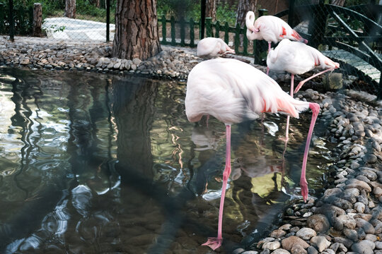 รูปภาพFlack – เลือกดูภาพถ่ายสต็อก เวกเตอร์ และวิดีโอ5,731 | Adobe Stock