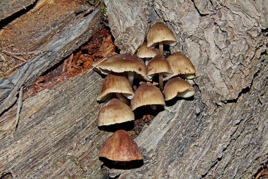 Ceppo Bilder – Durchsuchen 1,379 Archivfotos, Vektorgrafiken und Videos ...