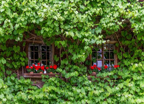 Gouching bilder – Bläddra bland 1,831 stockfoton, vektorer och videor ...