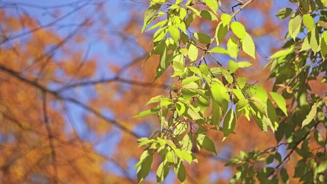 "Lote Tree" Images – Browse 77 Stock Photos, Vectors, and Video | Adobe ...