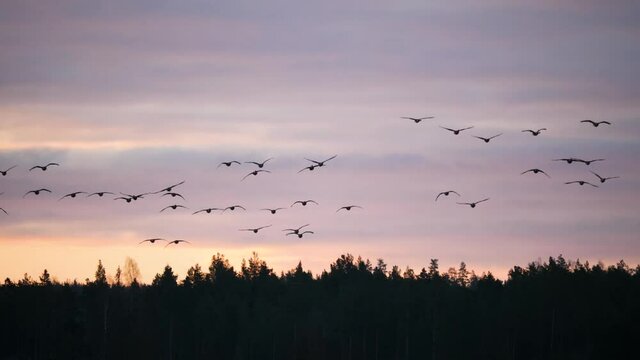 Wild-Goose bilder – Bläddra bland 141 stockfoton, vektorer och videor ...