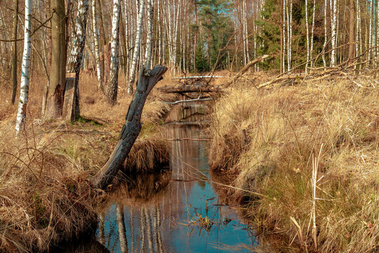 รูปภาพStrumyk – เลือกดูภาพถ่ายสต็อก เวกเตอร์ และวิดีโอ1,982 | Adobe Stock