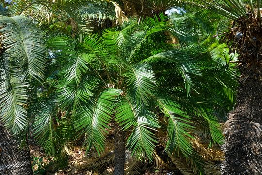 รูปภาพCycadales – เลือกดูภาพถ่ายสต็อก เวกเตอร์ และวิดีโอ250 | Adobe Stock