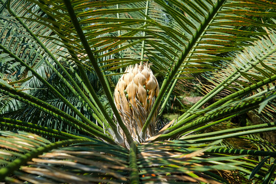 รูปภาพCycadales – เลือกดูภาพถ่ายสต็อก เวกเตอร์ และวิดีโอ250 | Adobe Stock