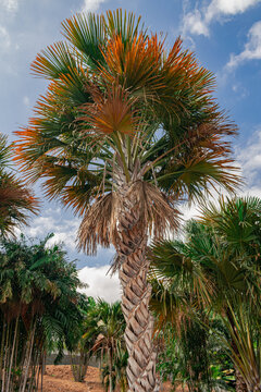 "Buri Palm" Billeder – Gennemse 97 stockfotos, vektorer og videoer ...