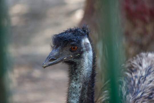 Emu Vs Ostrich Face