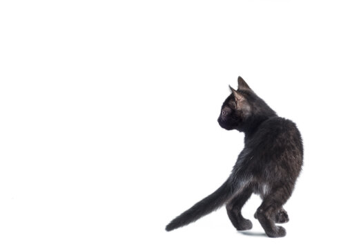 Cat Top View Walking