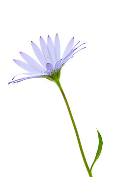 Imágenes de Tige: descubre bancos de fotos, ilustraciones, vectores y ...