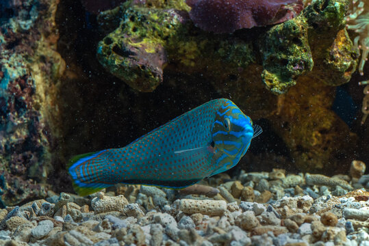 Pollyfish bilder – Bläddra bland 6,873 stockfoton, vektorer och videor ...