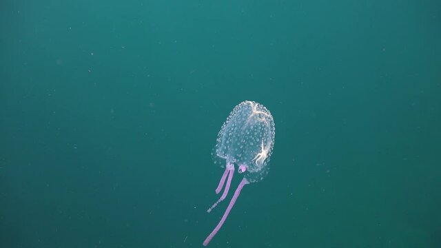 รูปภาพCubozoa – เลือกดูภาพถ่ายสต็อก เวกเตอร์ และวิดีโอ488 | Adobe Stock
