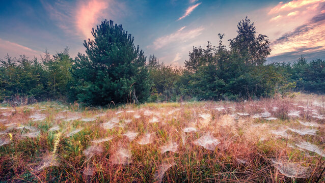 รูปภาพVolhynia – เลือกดูภาพถ่ายสต็อก เวกเตอร์ และวิดีโอ1,959 | Adobe Stock