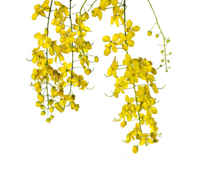 Kanikonna 이미지 – 찾아보기 9,992 스톡 사진, 벡터 및 비디오 | Adobe Stock