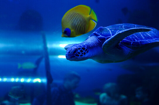 รูปภาพPollyfish – เลือกดูภาพถ่ายสต็อก เวกเตอร์ และวิดีโอ6,968 | Adobe Stock