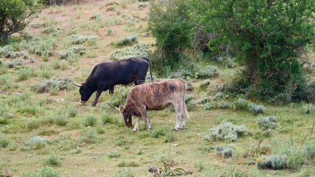 รูปภาพStriatum – เลือกดูภาพถ่ายสต็อก เวกเตอร์ และวิดีโอ3,767 | Adobe Stock
