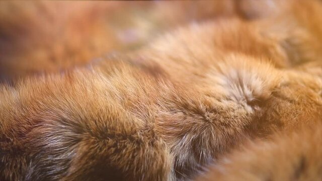 Sable Images – Browse 231,165 Stock Photos, Vectors, and Video | Adobe ...