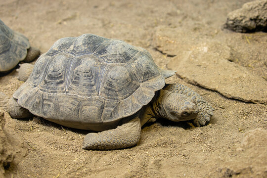 26 BEST Tortious IMAGES, STOCK PHOTOS & VECTORS | Adobe Stock