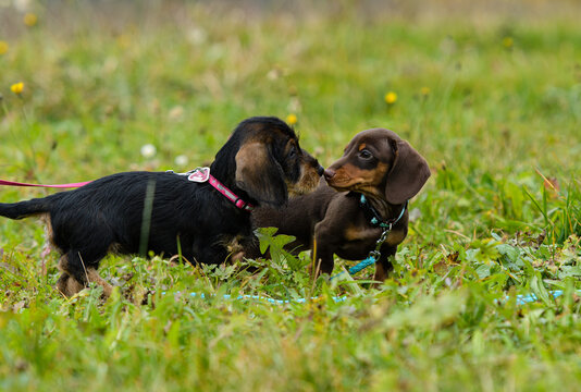 รูปภาพErdhunde – เลือกดูภาพถ่ายสต็อก เวกเตอร์ และวิดีโอ15 | Adobe Stock