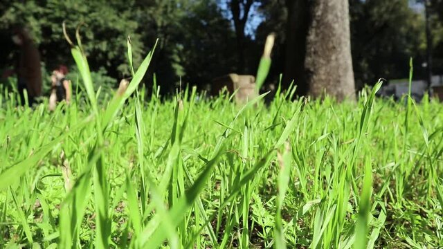 Erba Images – Parcourir 161,559 le catalogue de photos, vecteurs et ...