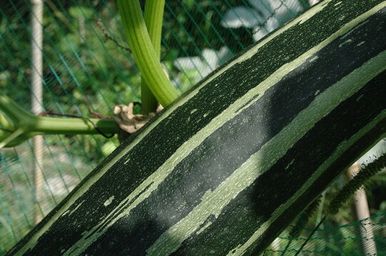 Marg bilder – Bläddra bland 43,766 stockfoton, vektorer och videor ...