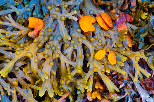 รูปภาพAlgas – เลือกดูภาพถ่ายสต็อก เวกเตอร์ และวิดีโอ3,575 | Adobe Stock