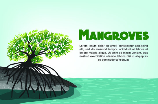 Mangrove Design