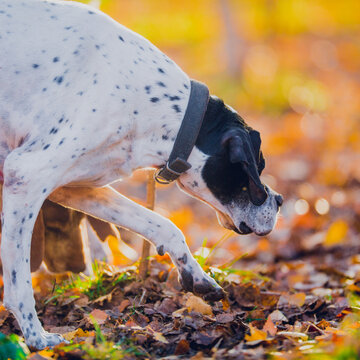 Jagdhundrasse Bilder – Durchsuchen 76,969 Archivfotos, Vektorgrafiken ...