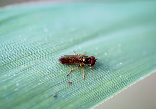 Dasselfliege bilder – Bläddra bland 15 stockfoton, vektorer och videor ...