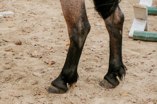 3,548 BEST Cloven-Hoofed IMAGES, STOCK PHOTOS & VECTORS | Adobe Stock