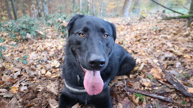 Scheusal bilder – Bläddra bland 339 stockfoton, vektorer och videor ...