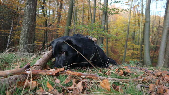 Scheusal bilder – Bläddra bland 339 stockfoton, vektorer och videor ...