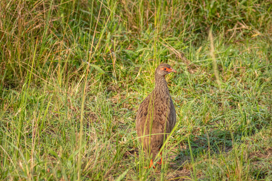 "Red-Necked Spurfowl" Images – Browse 124 Stock Photos, Vectors, and ...