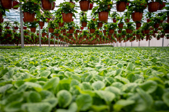 Horticulture Images – Browse 17,716,601 Stock Photos, Vectors, and ...