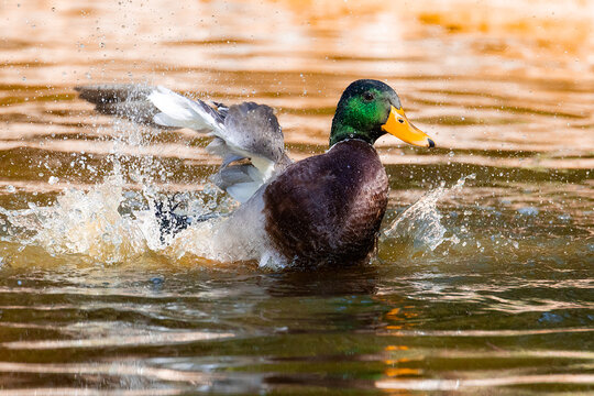 รูปภาพPatitos – เลือกดูภาพถ่ายสต็อก เวกเตอร์ และวิดีโอ495 | Adobe Stock