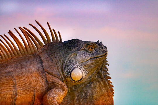 「Tolok」の写真素材 | 10件の無料イラスト画像 | Adobe Stock