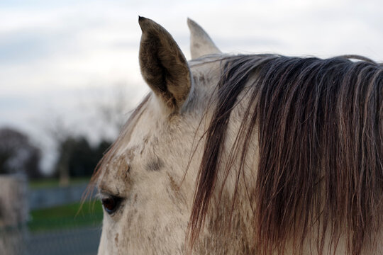 Chevalin bilder – Bläddra bland 6,610 stockfoton, vektorer och videor ...