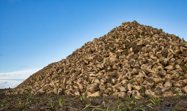 รูปภาพKnolle – เลือกดูภาพถ่ายสต็อก เวกเตอร์ และวิดีโอ9,816 | Adobe Stock