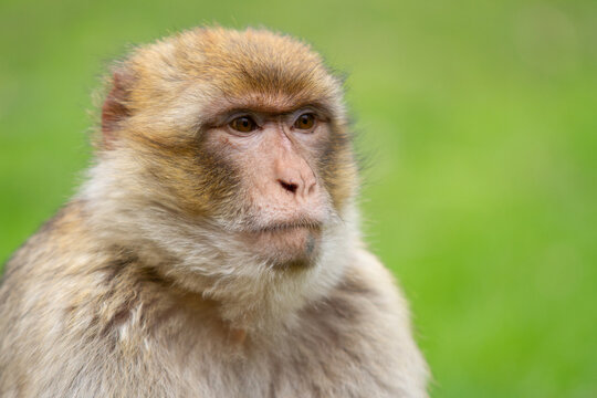 รูปภาพJapanmakak – เลือกดูภาพถ่ายสต็อก เวกเตอร์ และวิดีโอ673 | Adobe Stock