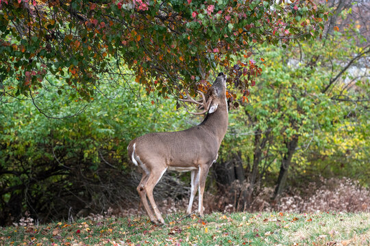 Whitetail Deer Fall Images – Browse 9,412 Stock Photos, Vectors, and ...