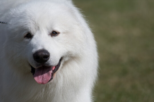 "Great Pyrenees" Images – Browse 1,070 Stock Photos, Vectors, and Video ...