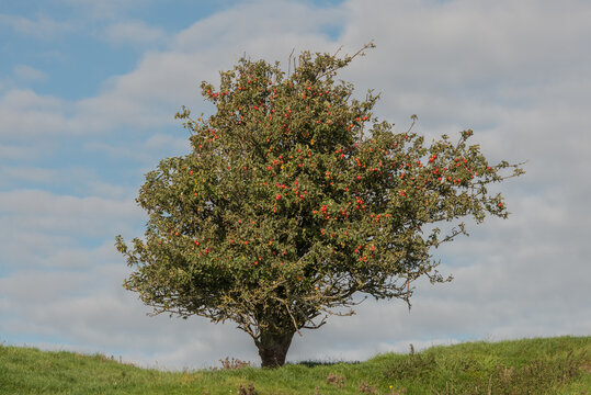 Tejocote Bilder – Durchsuchen 493 Archivfotos, Vektorgrafiken und ...