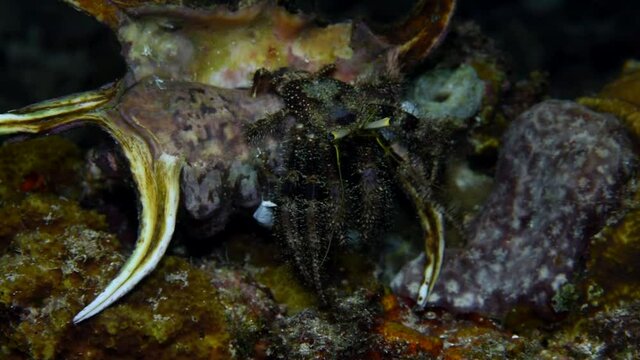 Diogenidae - Images et vidéos libres de droits | Adobe Stock