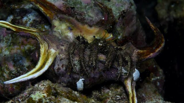 Diogenidae - Images et vidéos libres de droits | Adobe Stock