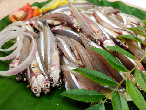 Anchovy Fish